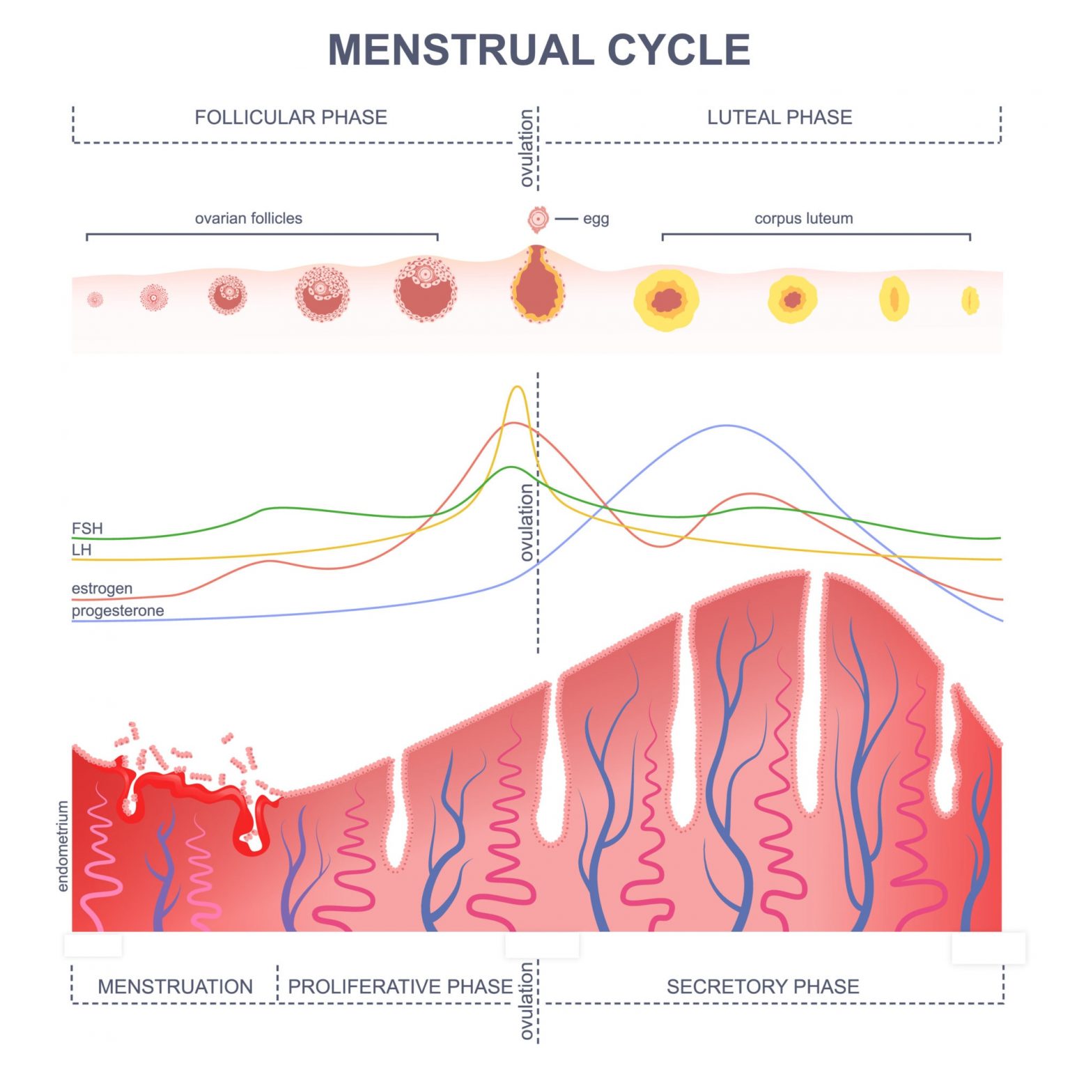 Ovulation FAQs | American Pregnancy Association